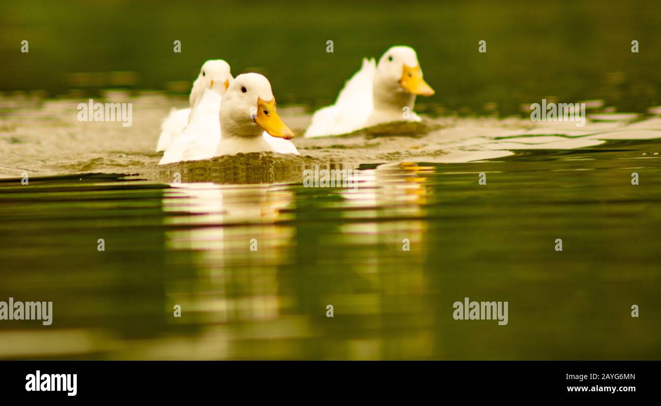 Large White Aylesbury Pekin Peking Duck Goose Low level water view with ...