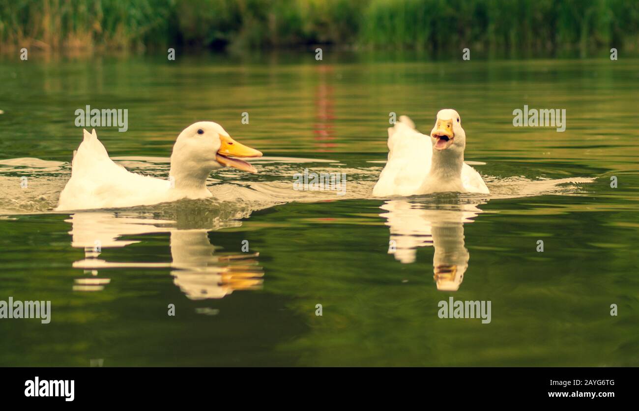 Large White Aylesbury Pekin Peking Duck Goose Low level water view with ...