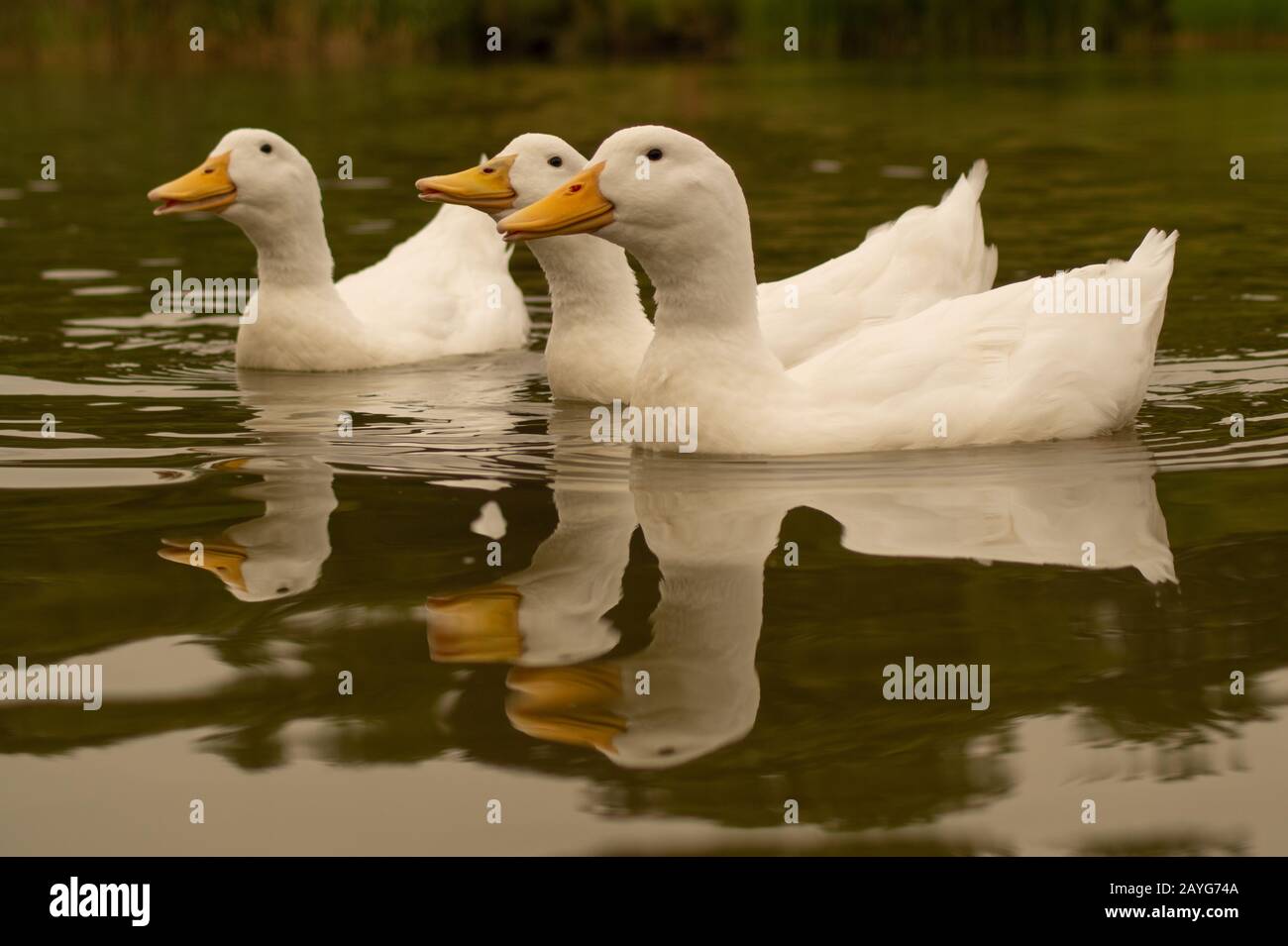 Large White Aylesbury Pekin Peking Duck Goose Low level water view with ...
