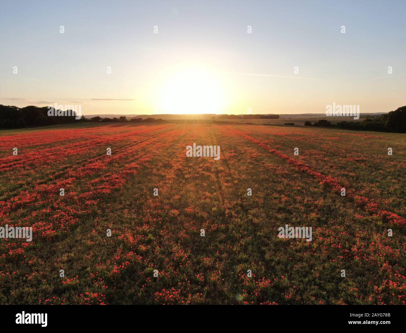 Beautiful red poppies sunset hi-res stock photography and images - Alamy