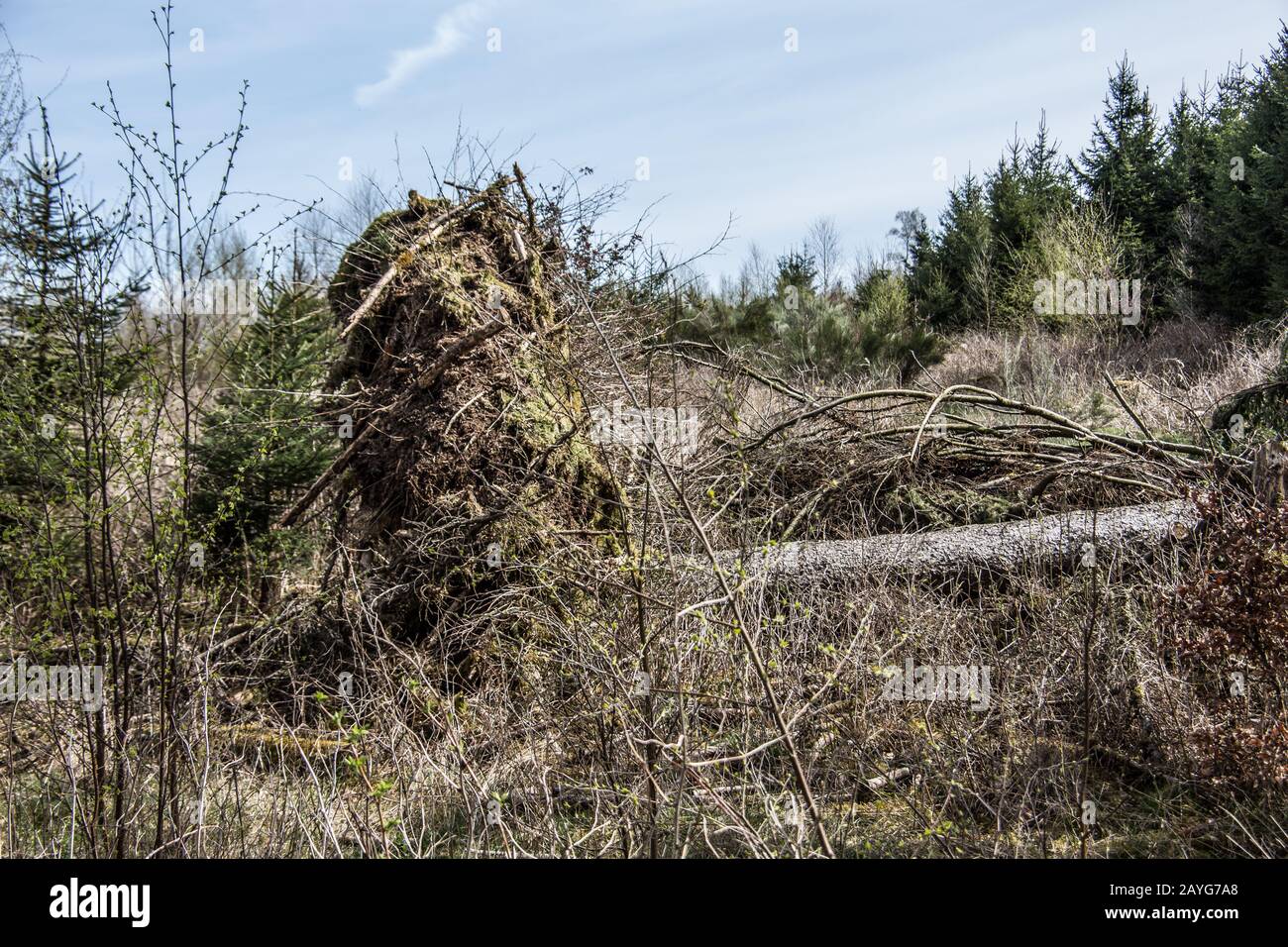Uprooted bushes hi-res stock photography and images - Alamy