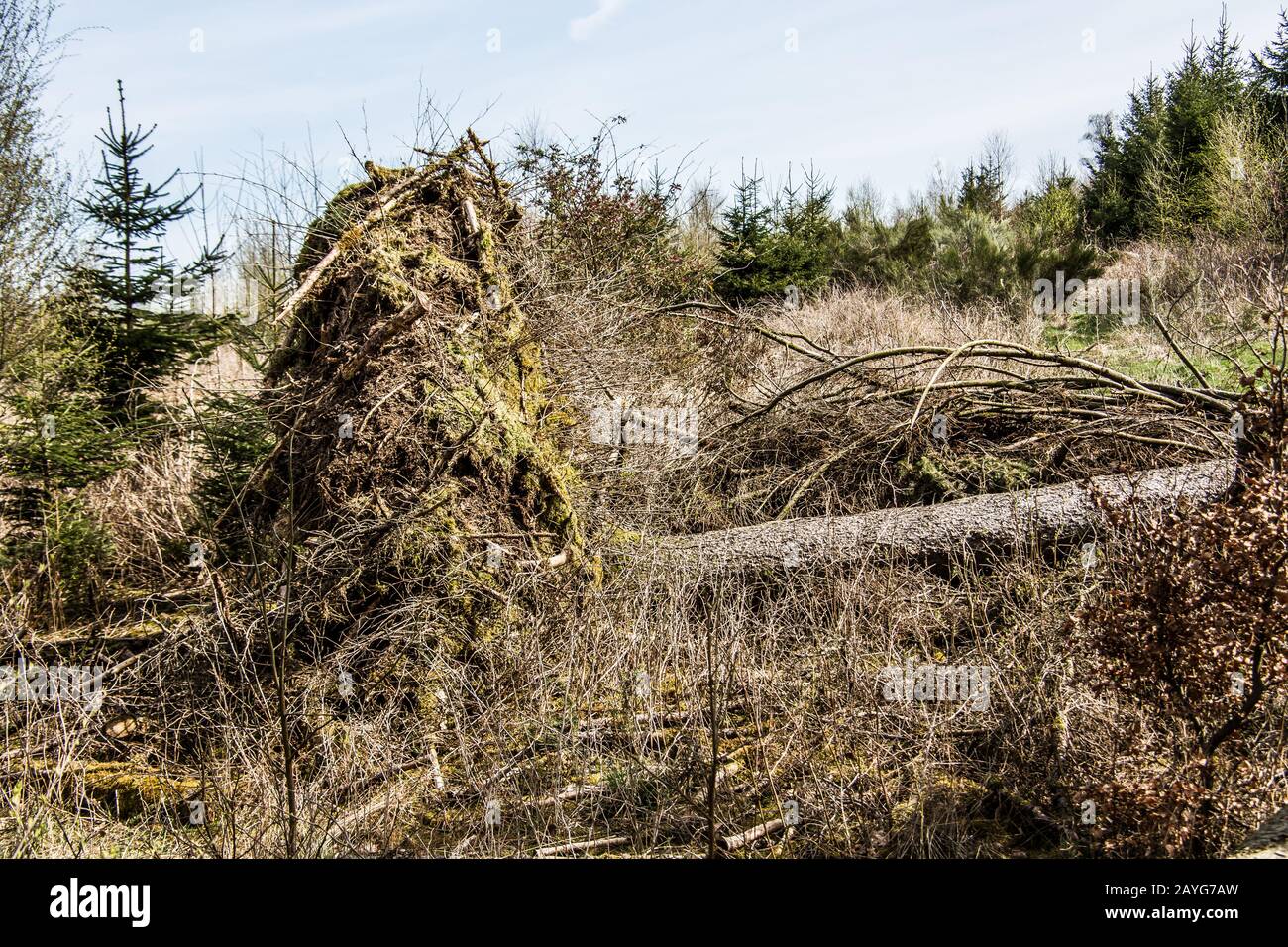 Uprooted bushes hi-res stock photography and images - Alamy