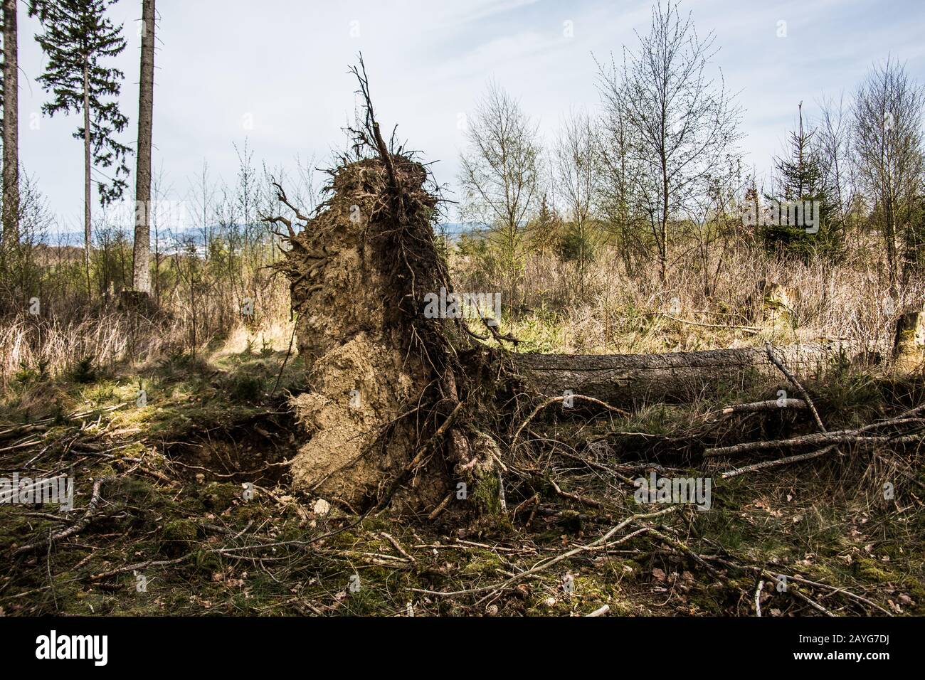 Tree uprooted by storm Stock Photo - Alamy