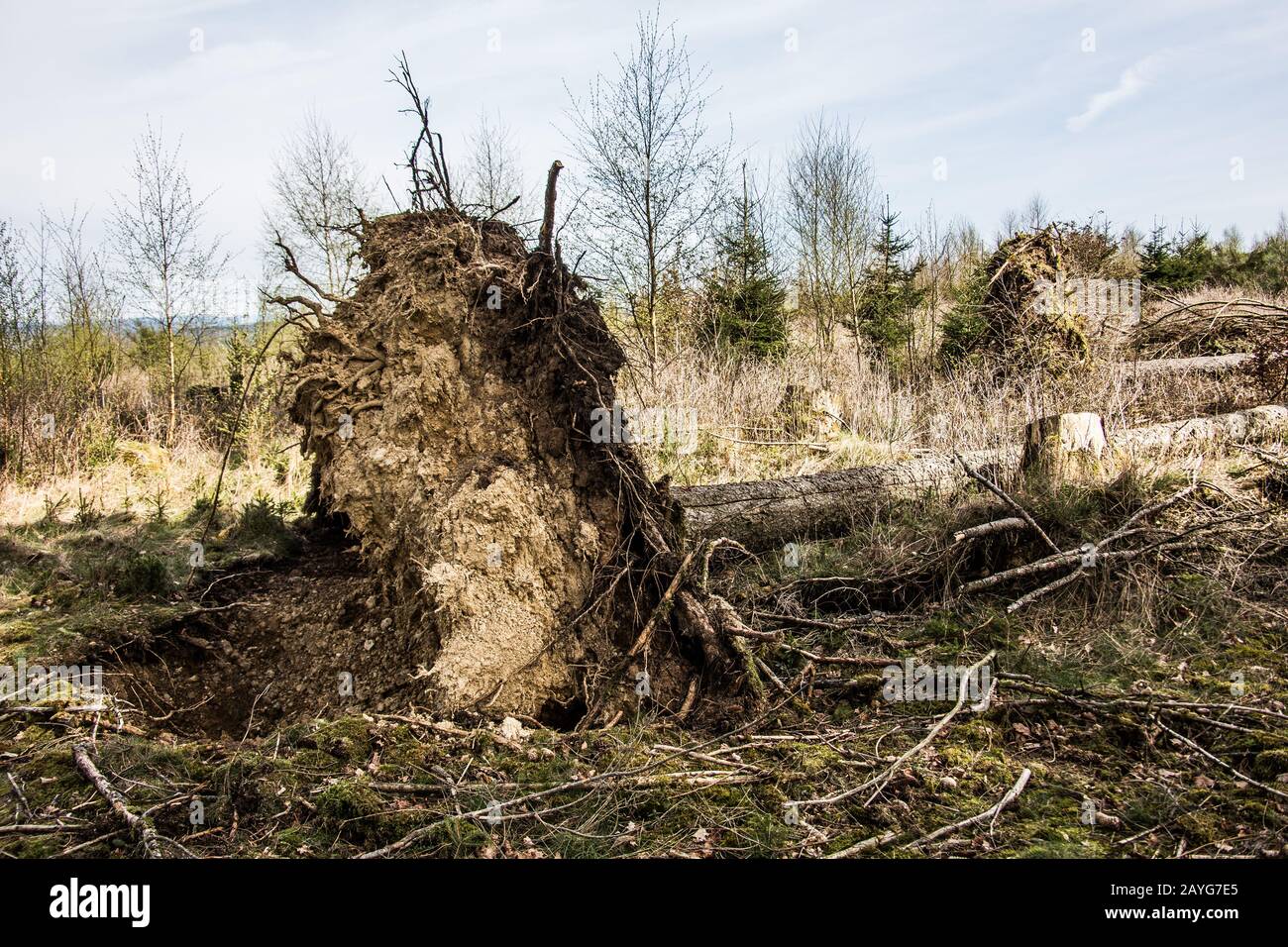Tree uprooted by storm Stock Photo - Alamy