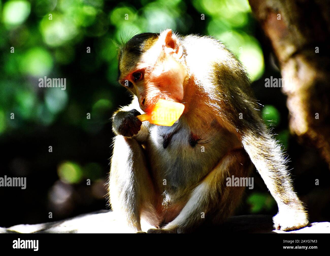Monkey and fruit hi-res stock photography and images - Alamy