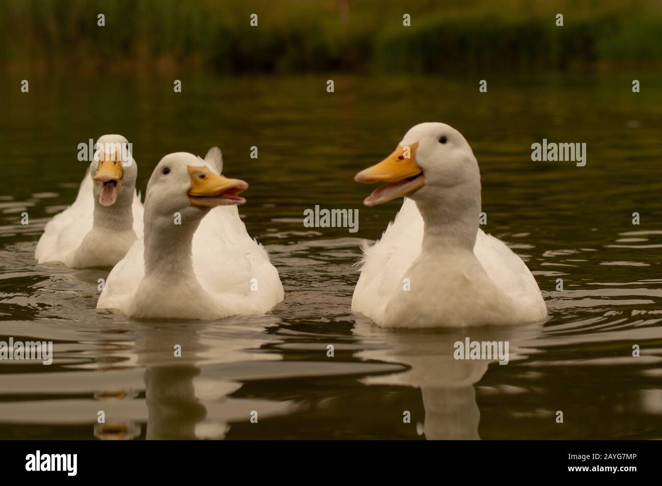 Large White Aylesbury Pekin Peking Duck Goose Low level water view with ...