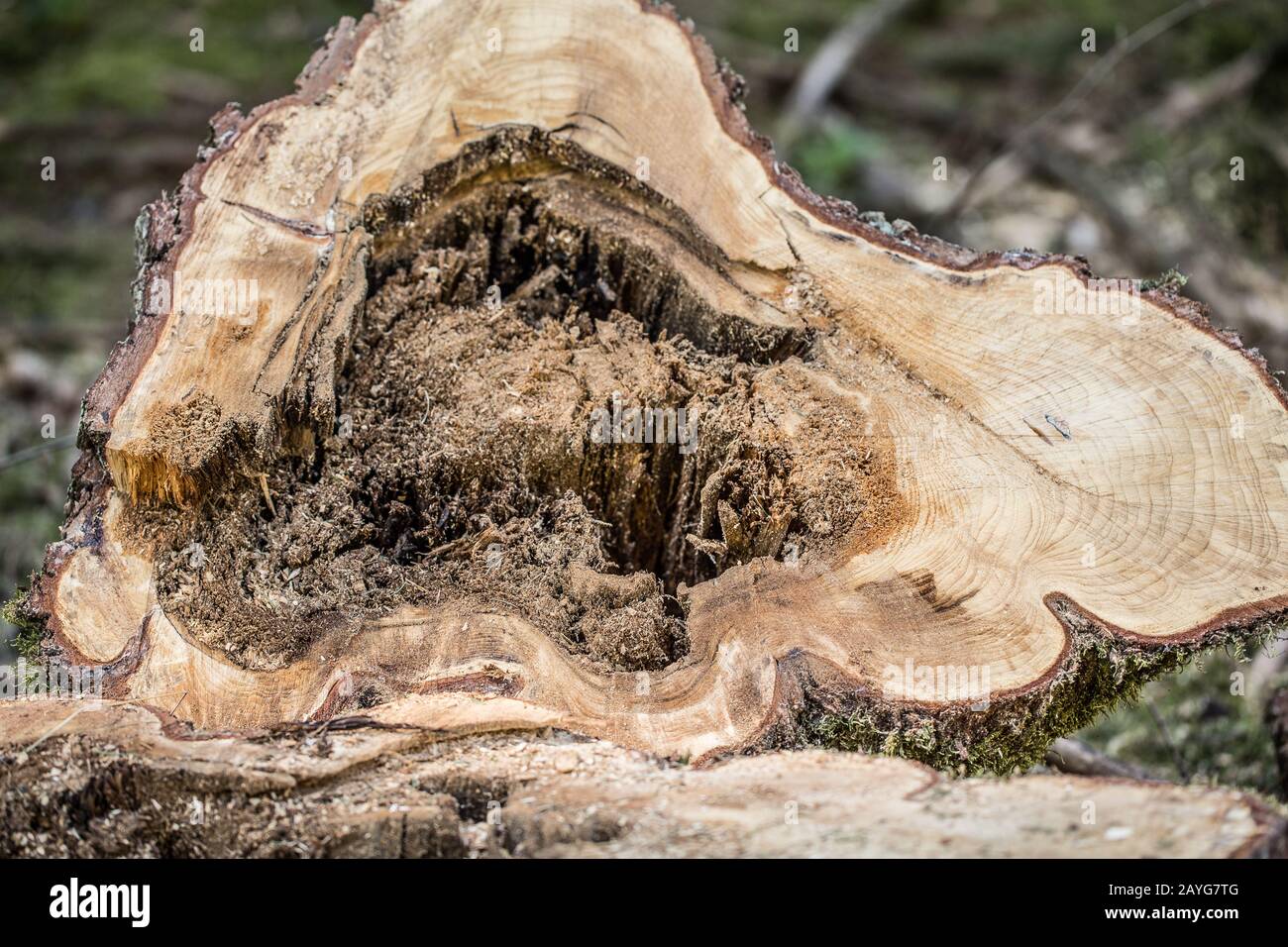 Core rot hi-res stock photography and images - Alamy
