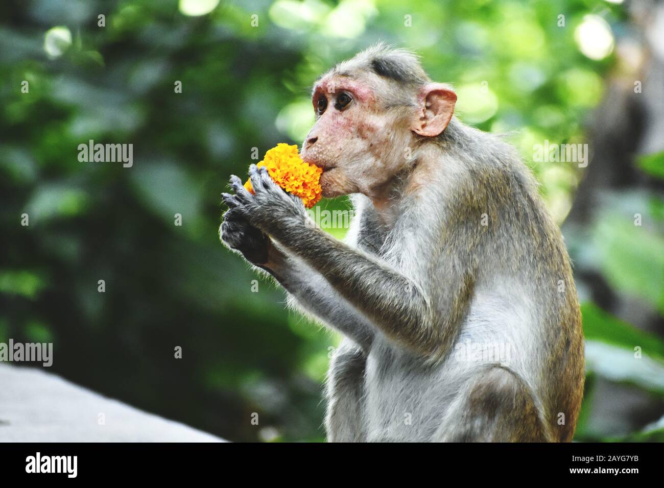 A Monkey is eating something Stock Photo - Alamy