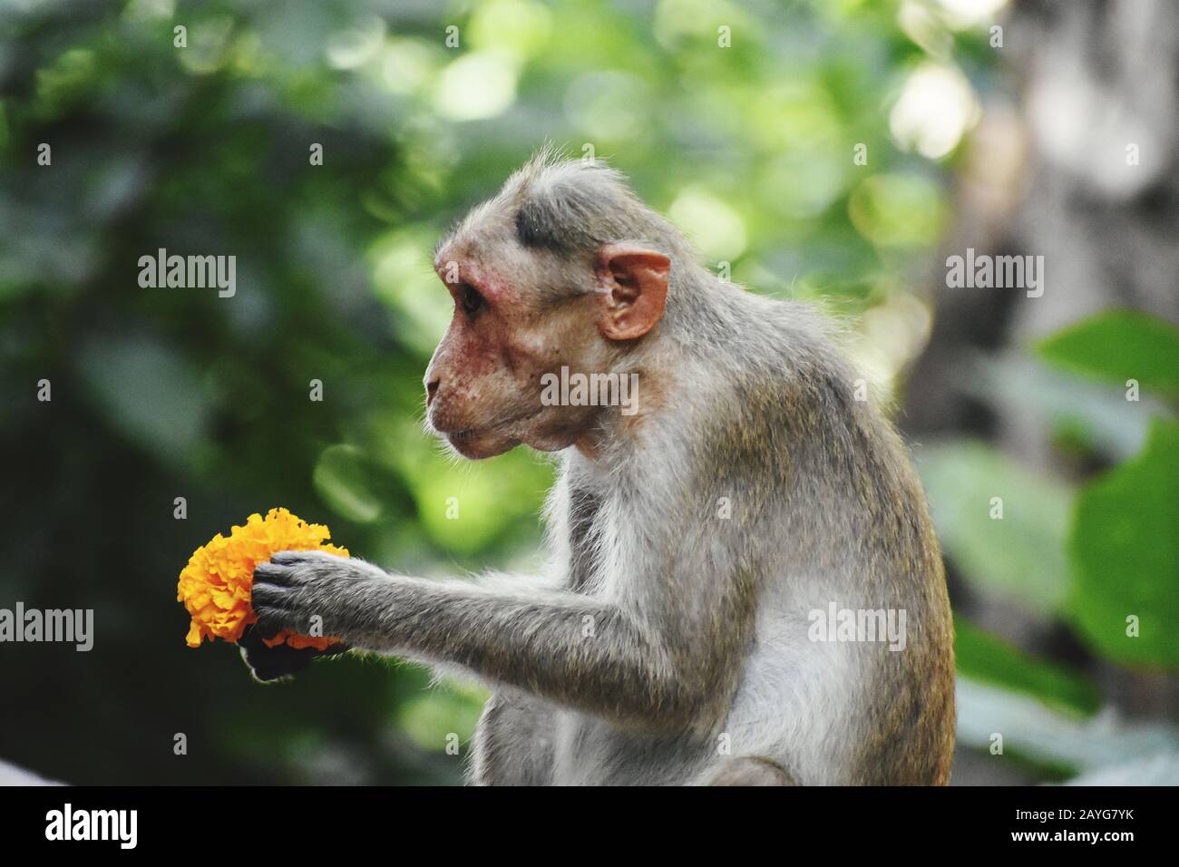 A Monkey is eating something Stock Photo - Alamy