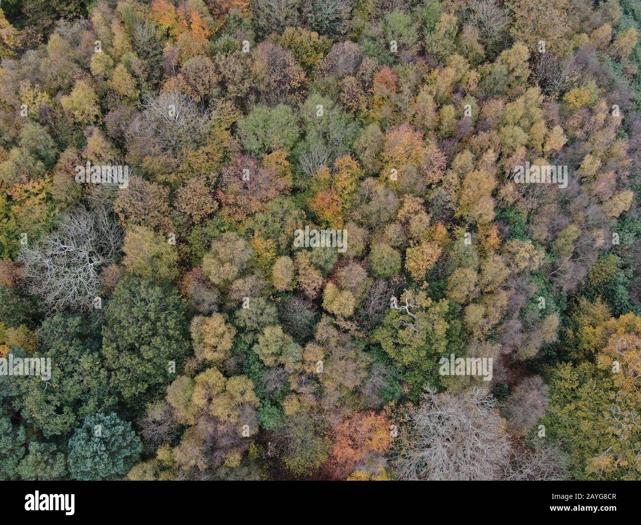 a forest of trees seen from above with a mix of Autumnal colours Stock ...
