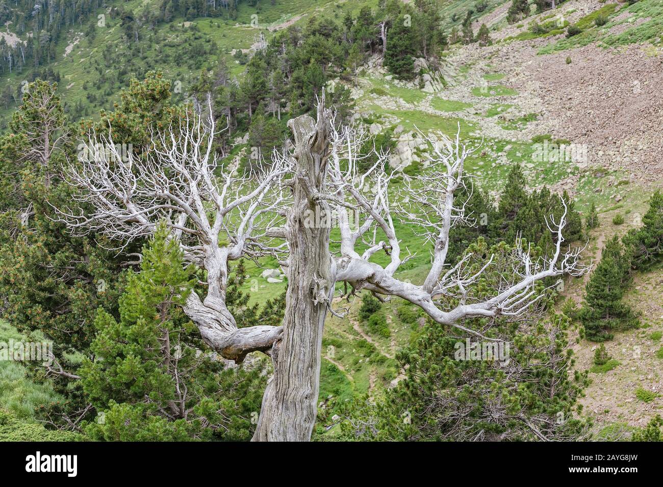 Dead tree acid rain hi-res stock photography and images - Alamy