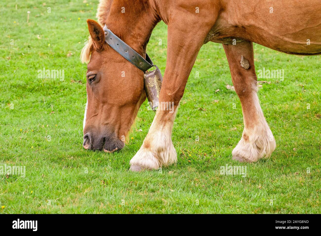 Chestnut Belgian Draft Horse High Resolution Stock Photography and ...