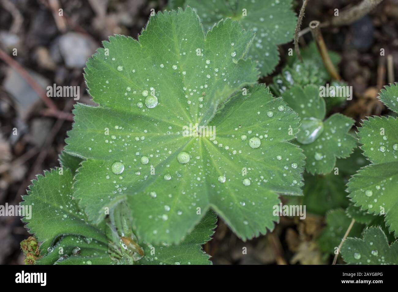 Sheet of women's coat with drops of water Stock Photo - Alamy