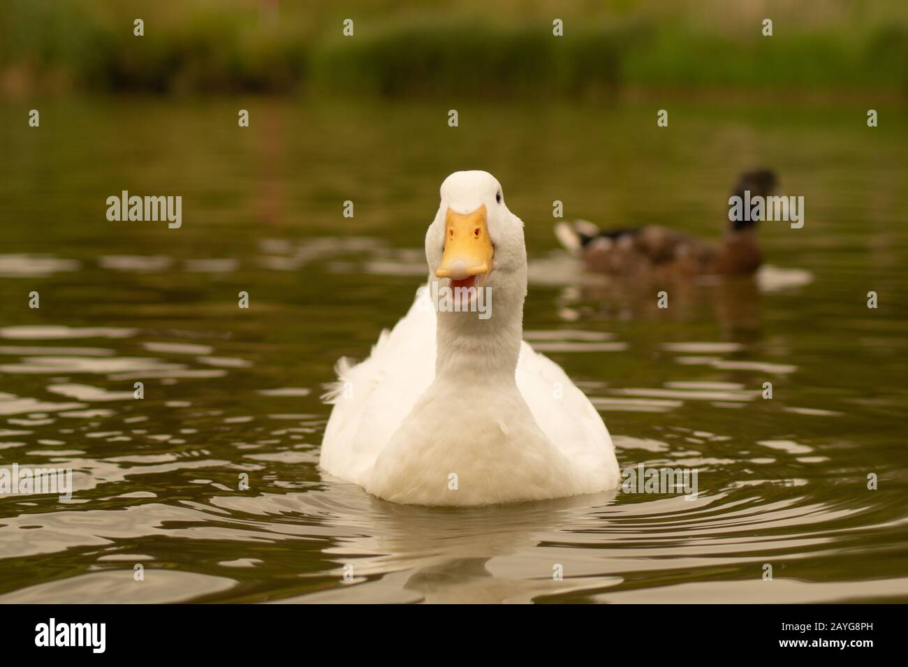 Large White Aylesbury Pekin Peking Duck Goose Low level water view with ...