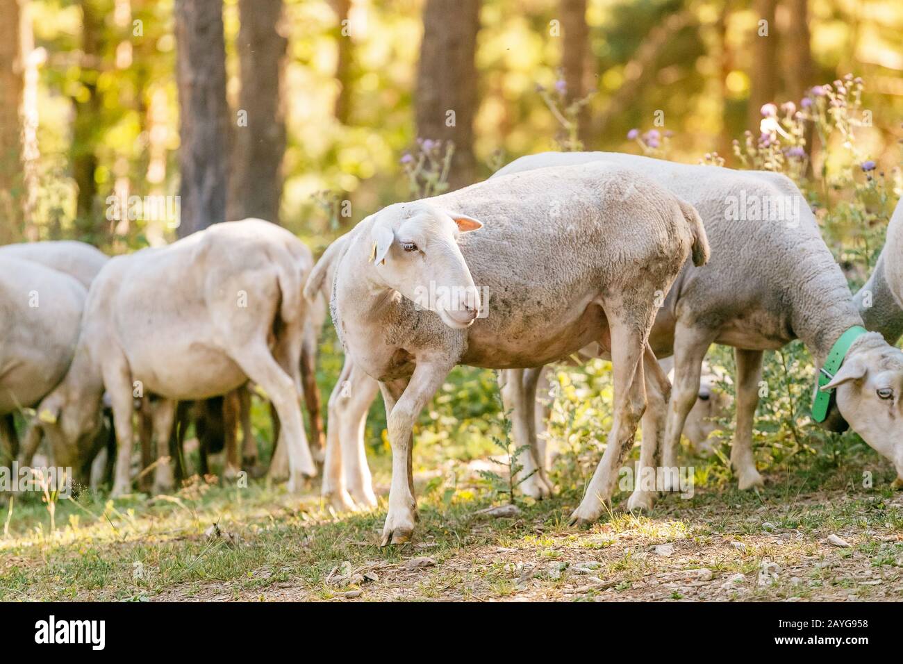 Sheep shaved hi-res stock photography and images - Alamy