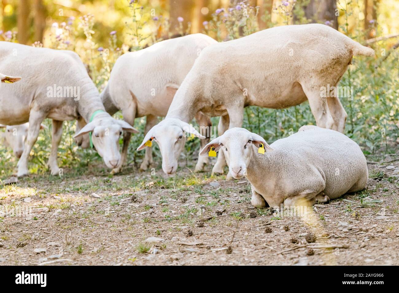 shaved bald lamb sheep, livestock and agriculture concept Stock Photo ...