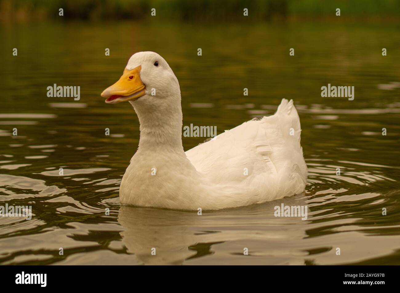 Large White Aylesbury Pekin Peking Duck Goose Low level water view with ...