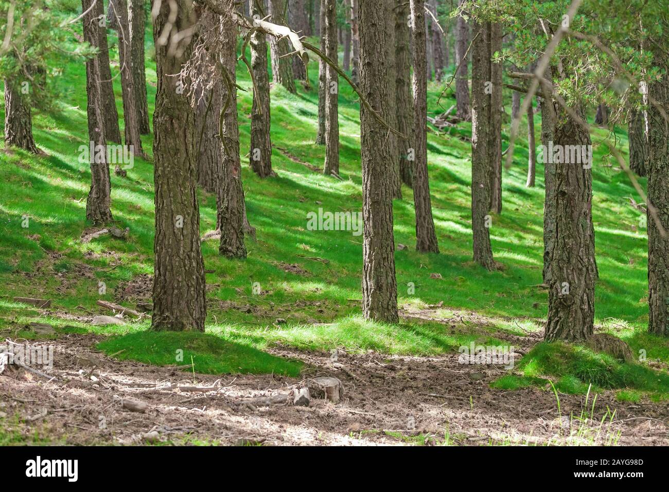 Pine forest with fairy green grass Stock Photo - Alamy