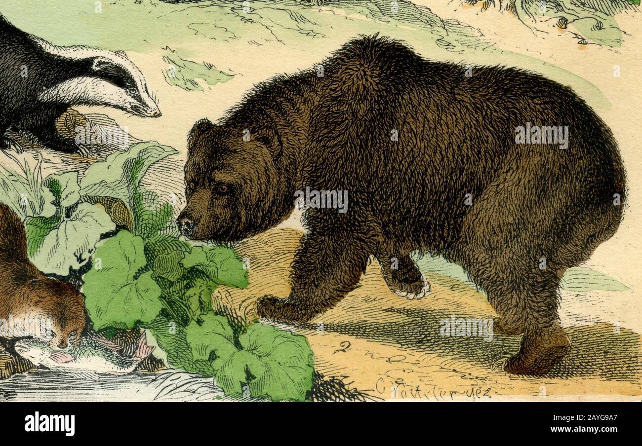 brown bear Ursus arctos, Ch. Vottler (biology book, 1866 Stock Photo ...