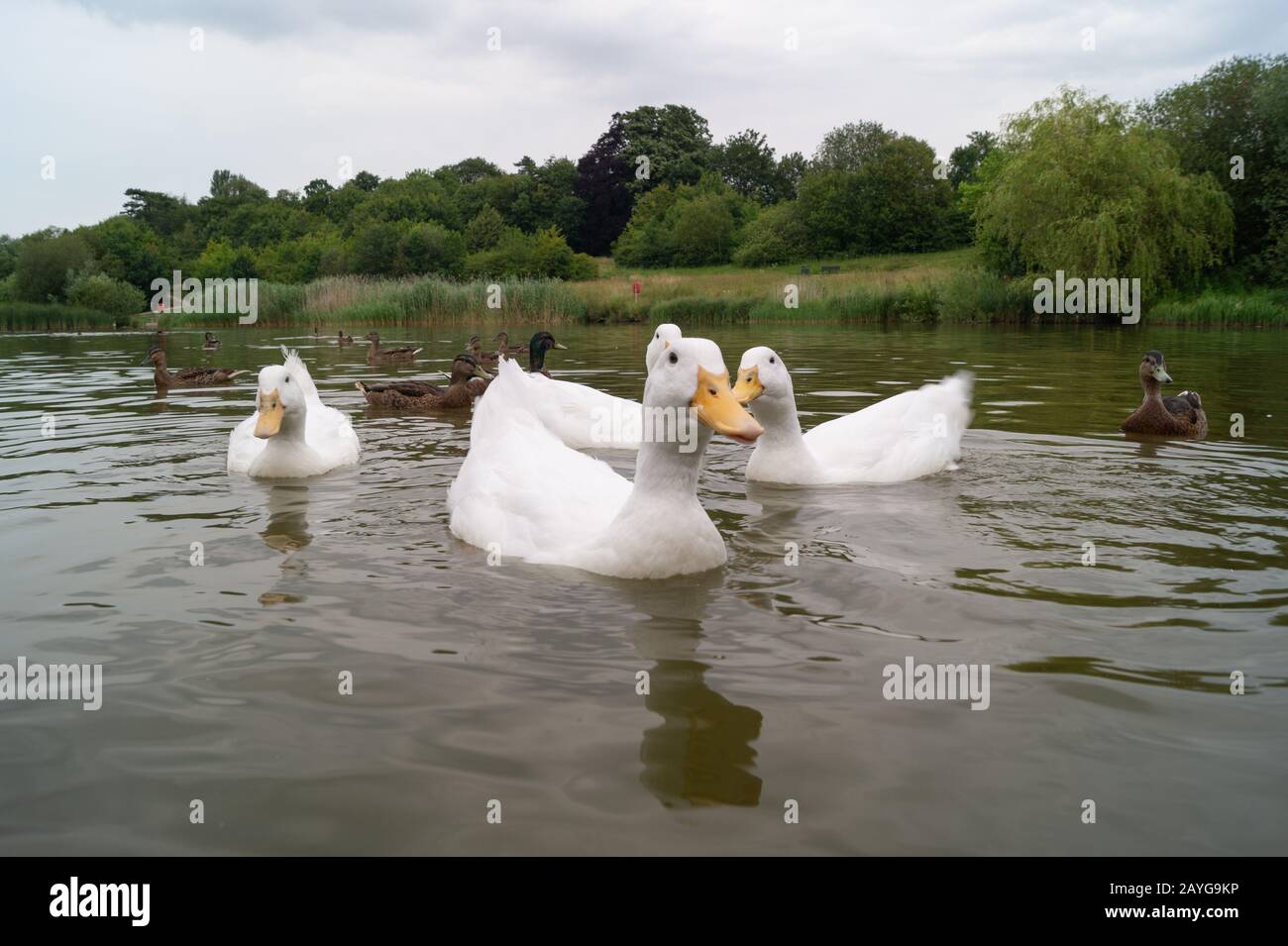 Large White Aylesbury Pekin Peking Duck Goose Low level water view with ...