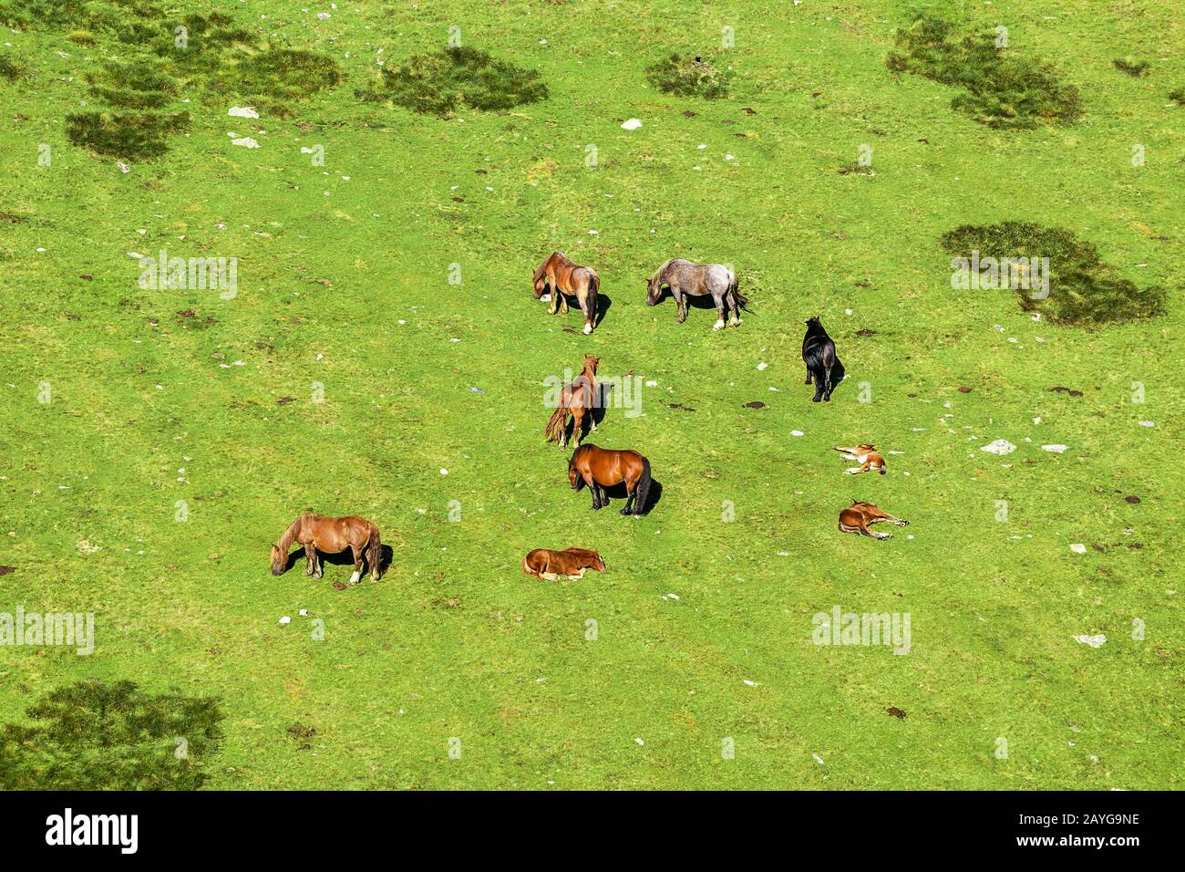 Drone aerial view wild horses hi-res stock photography and images - Alamy