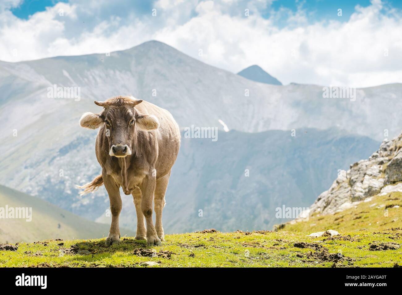 Funny cow in snow hi-res stock photography and images - Alamy