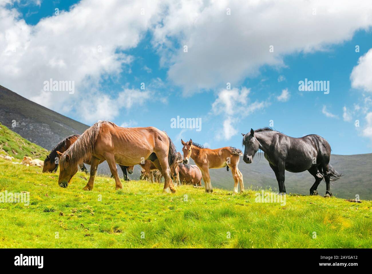 Horses of many colors hi-res stock photography and images - Alamy