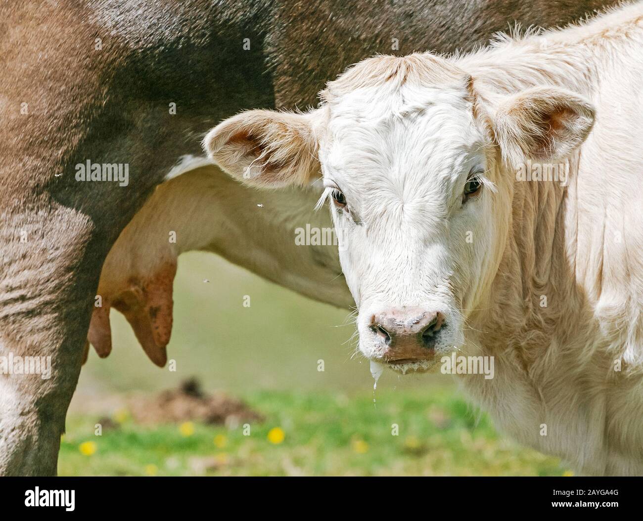 the calf is drinking milk from the mother cow Stock Photo - Alamy