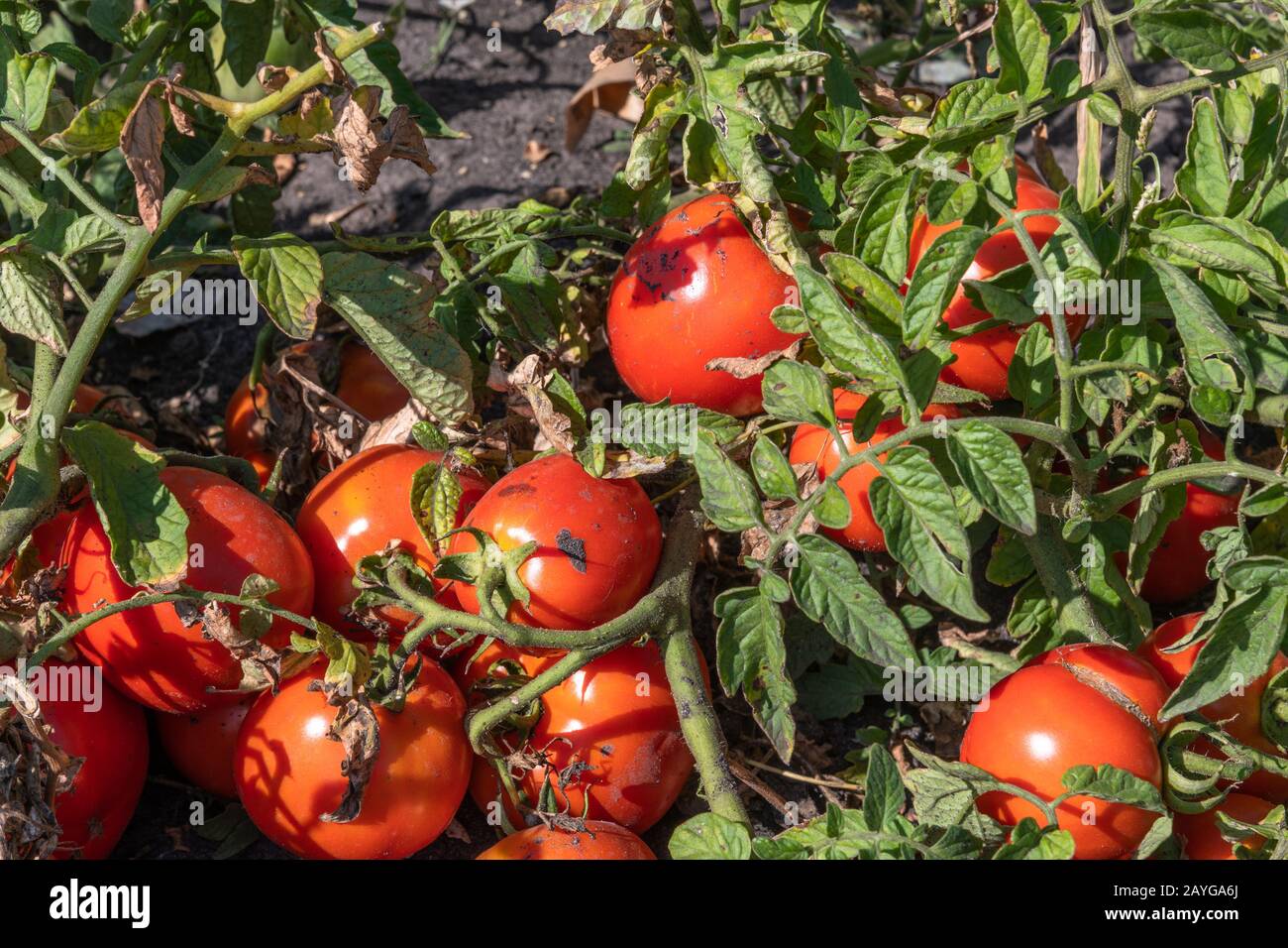 Large tomatoes grow in hi-res stock photography and images - Alamy