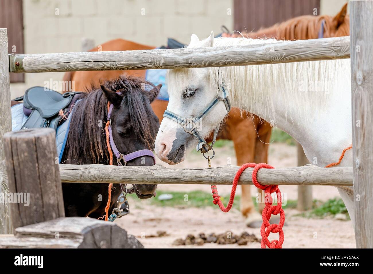 stables with pony horses ready to ride Stock Photo - Alamy