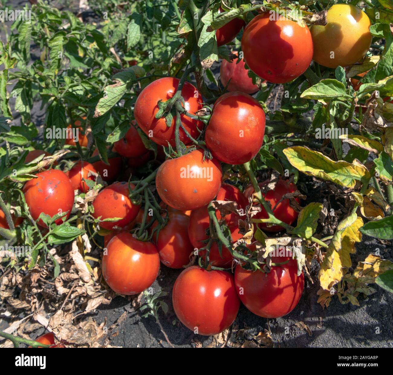 Organic Red ripe tomatoes in the garden Stock Photo - Alamy