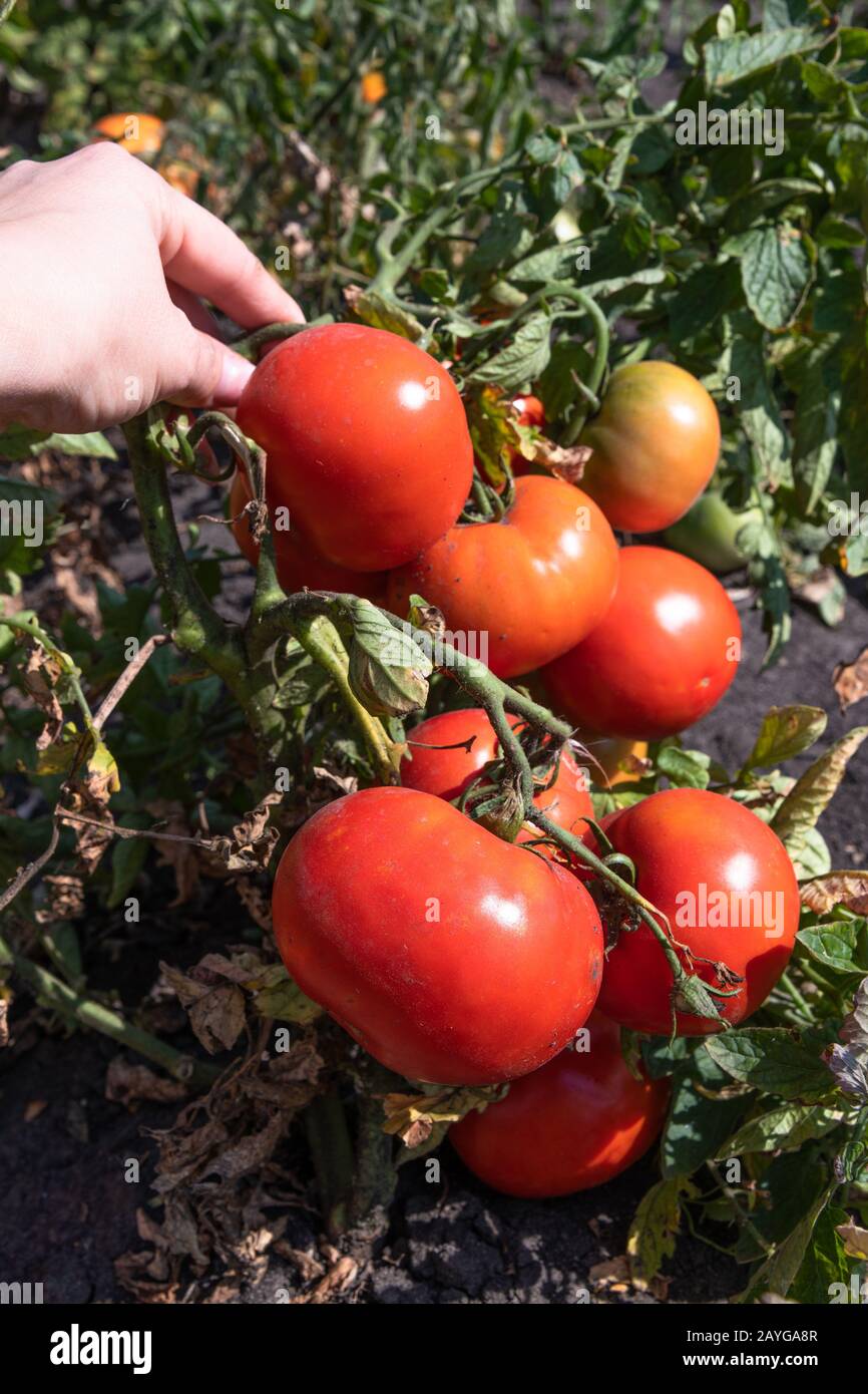 Organic Red ripe tomatoes in a female hand in the garden Stock Photo ...
