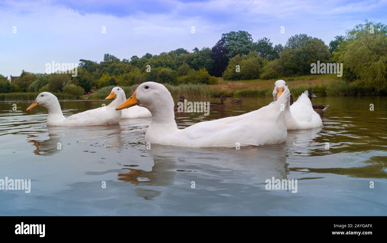 Large White Aylesbury Pekin Peking Duck Goose Low level water view with ...
