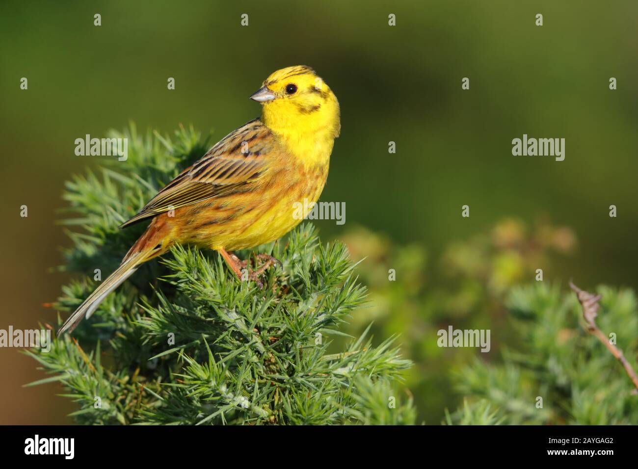 Female yellowhammer uk hi-res stock photography and images - Alamy
