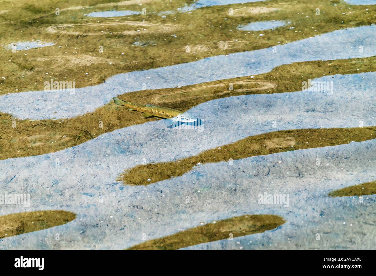 Trout fish in a mountain lake Stock Photo - Alamy