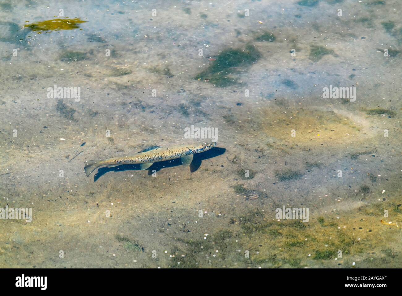 Trout fish in a mountain lake Stock Photo - Alamy