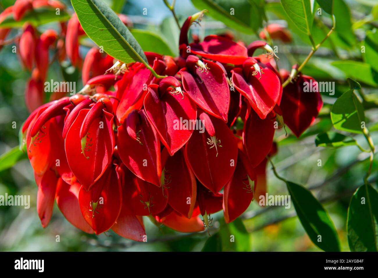 Ceibo flower hi-res stock photography and images - Alamy