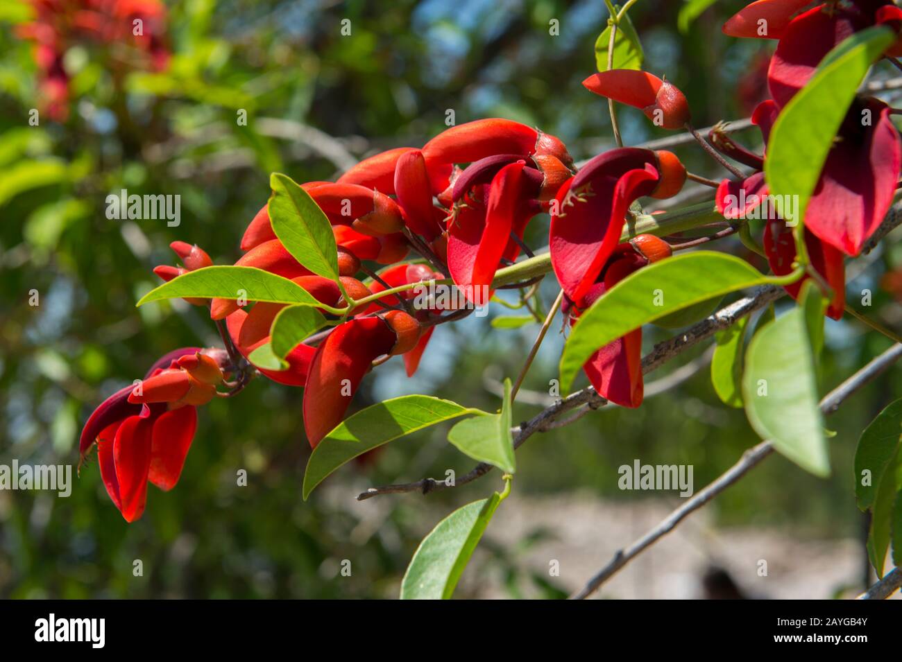 Ceibo tree hi-res stock photography and images - Alamy
