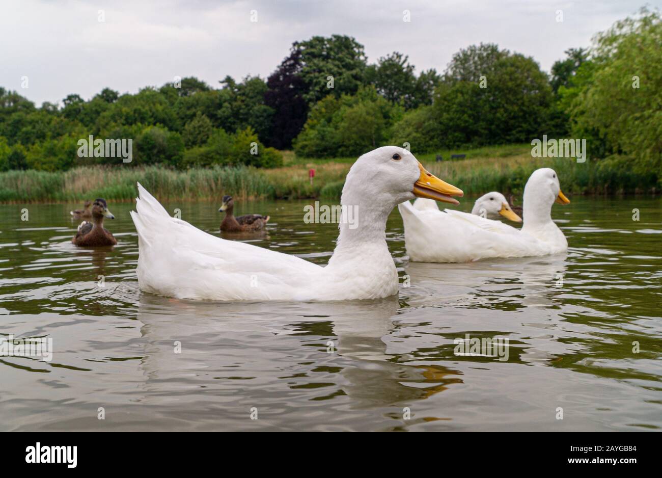 Large White Aylesbury Pekin Peking Duck Goose Low level water view with ...