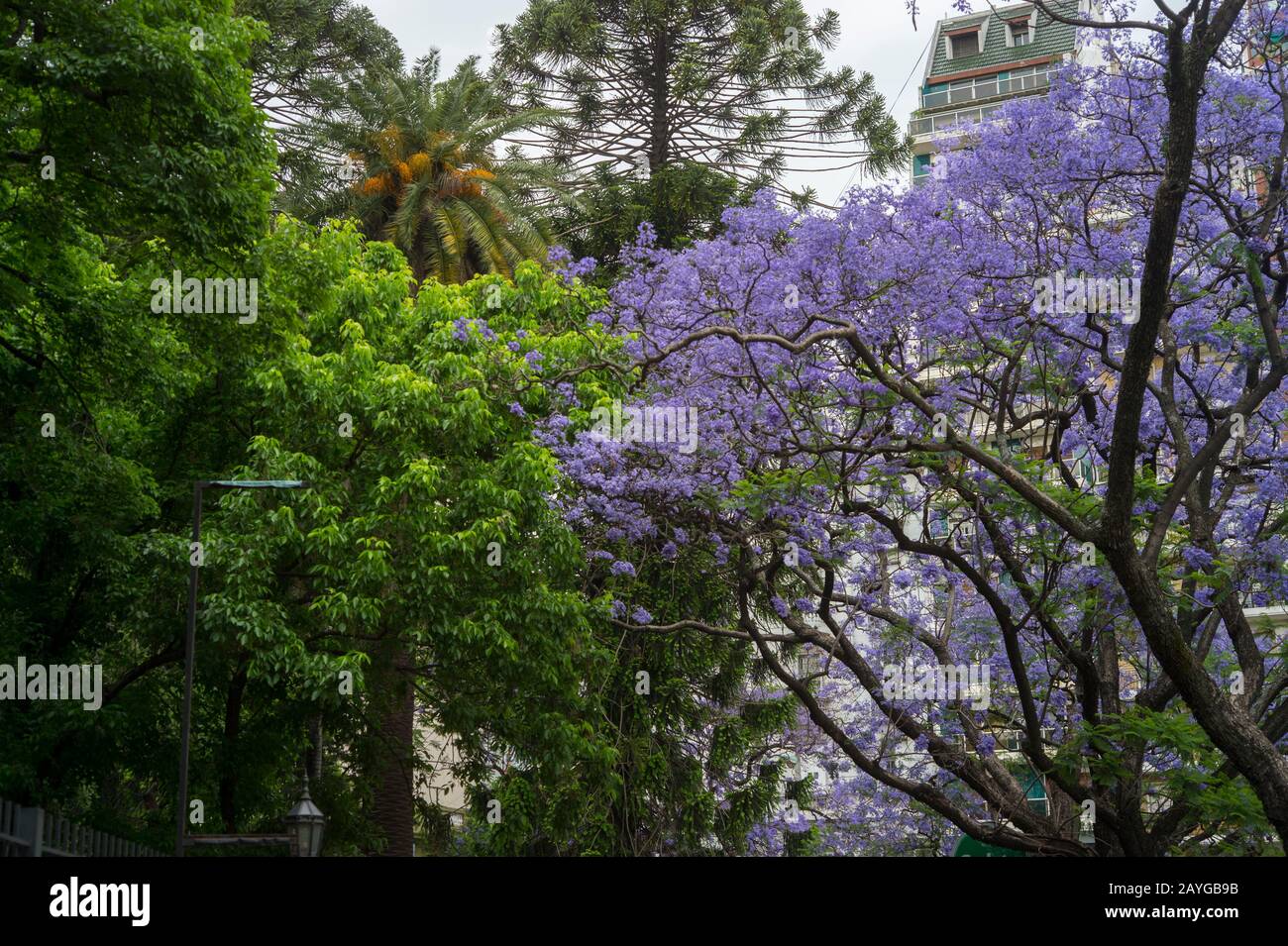 Flowering Jacaranda trees at the Botanical Garden in Buenos Aires ...