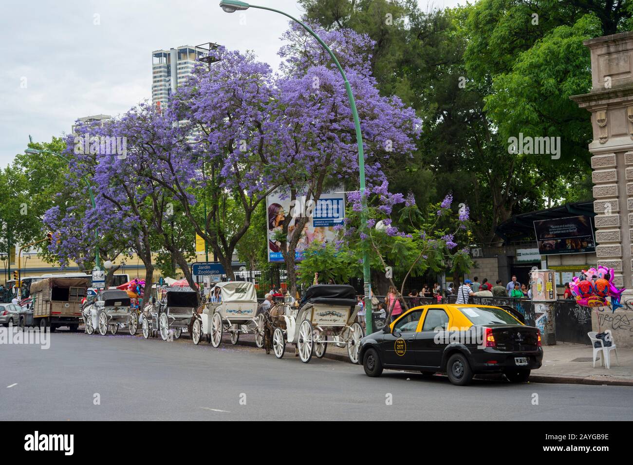 Flowering Jacaranda trees at the Botanical Garden in Buenos Aires ...