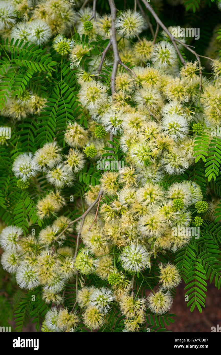 Pithecellobium hi-res stock photography and images - Alamy