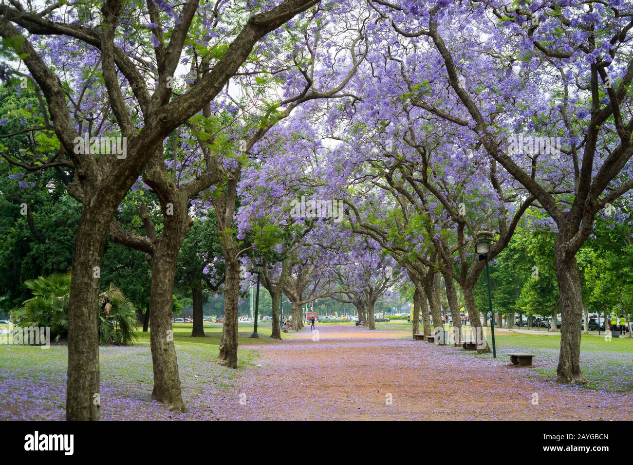 Jacaranda trees buenos aires hi-res stock photography and images - Alamy