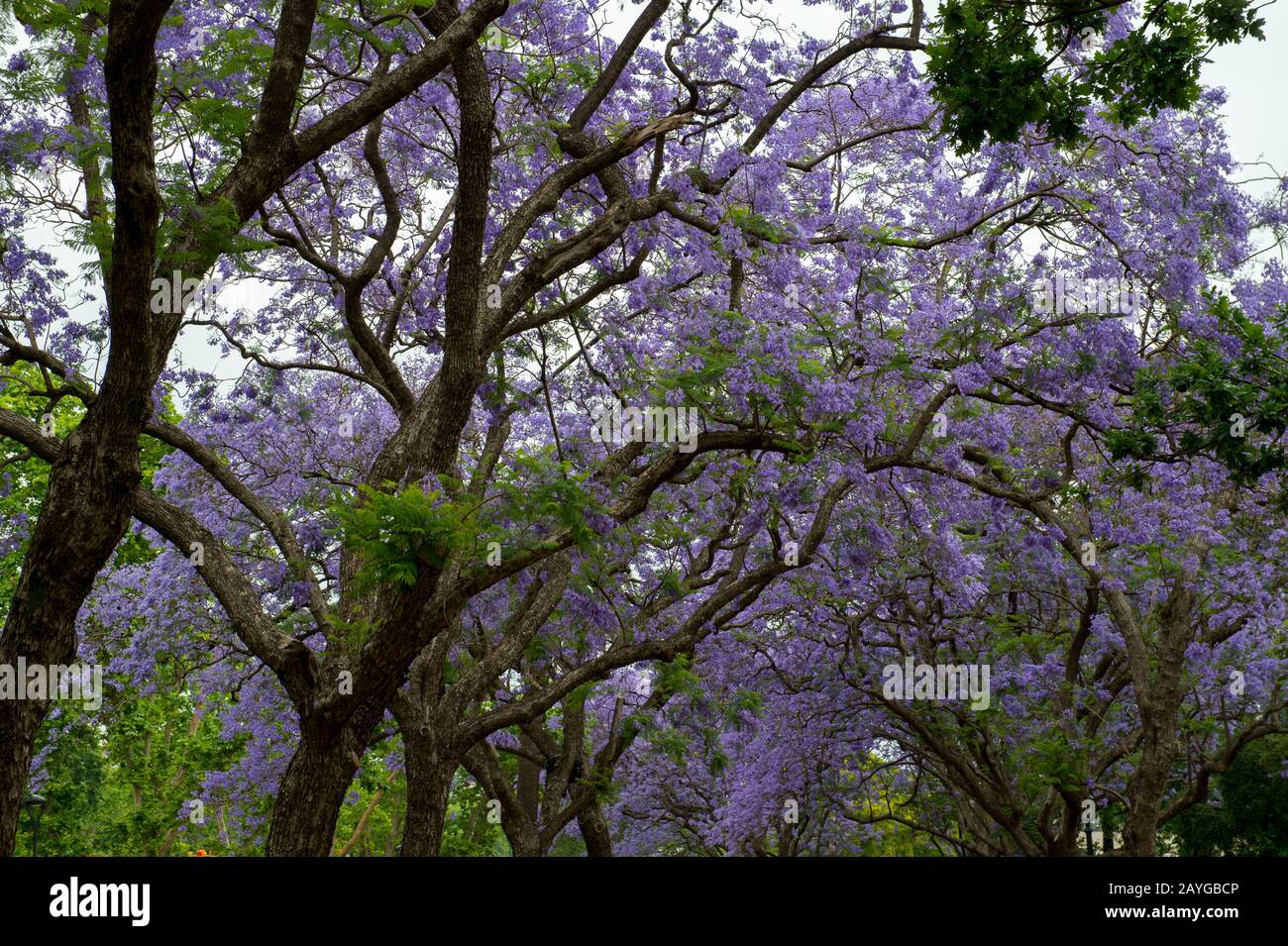 Flowering Jacaranda trees in a park near Plaza Italia in Buenos Aires ...