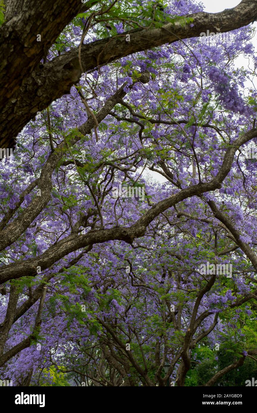 Jacaranda trees in park near hi-res stock photography and images - Alamy