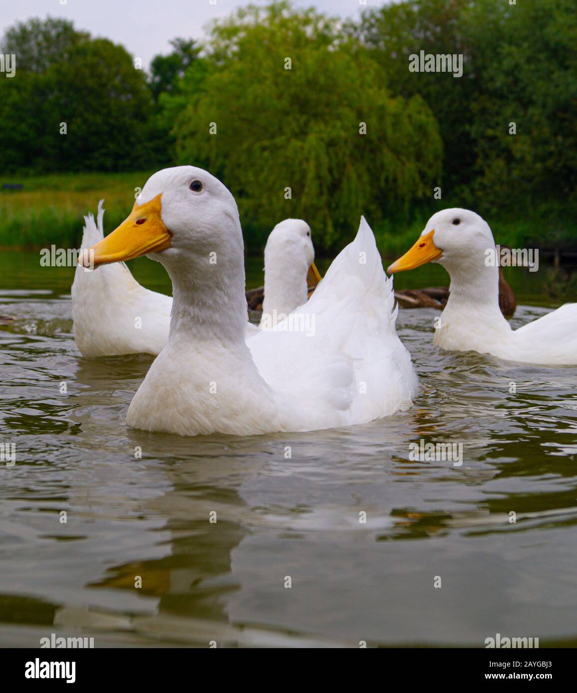 Large White Aylesbury Pekin Peking Duck Goose Low level water view with ...