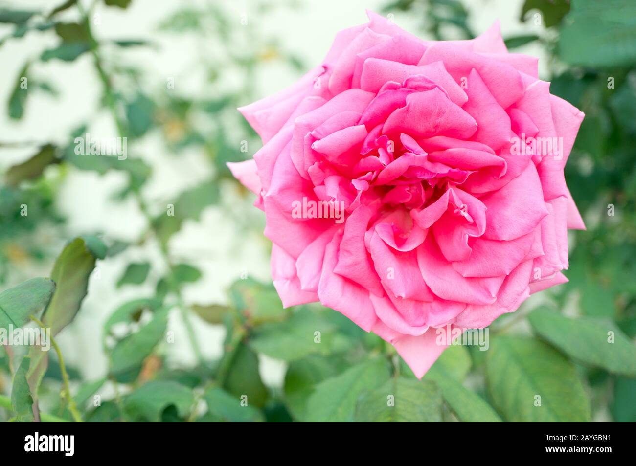 Present greeting macro close hi-res stock photography and images - Alamy