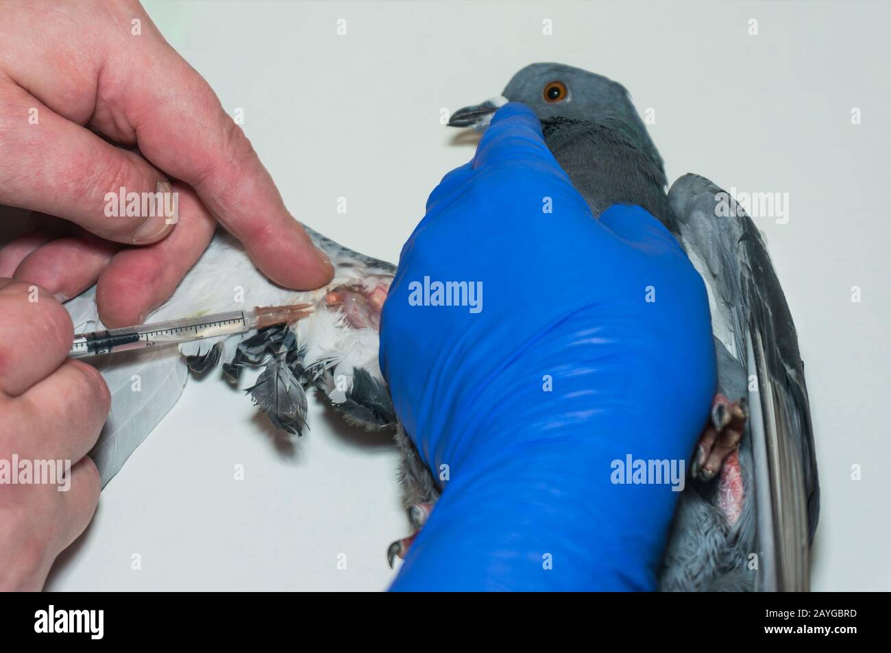 Preventive veterinary care hi-res stock photography and images - Alamy