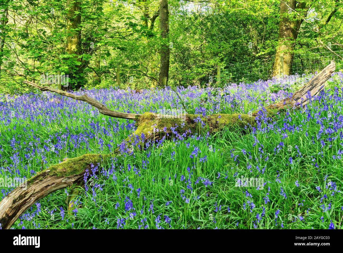 A bluebell wood in The Lune valley, Lancashire, England Stock Photo - Alamy