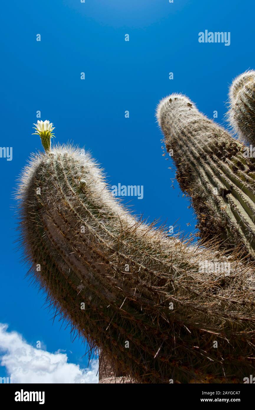 Cardon cacti with flowers in Humahuaca, a city in the valley of ...